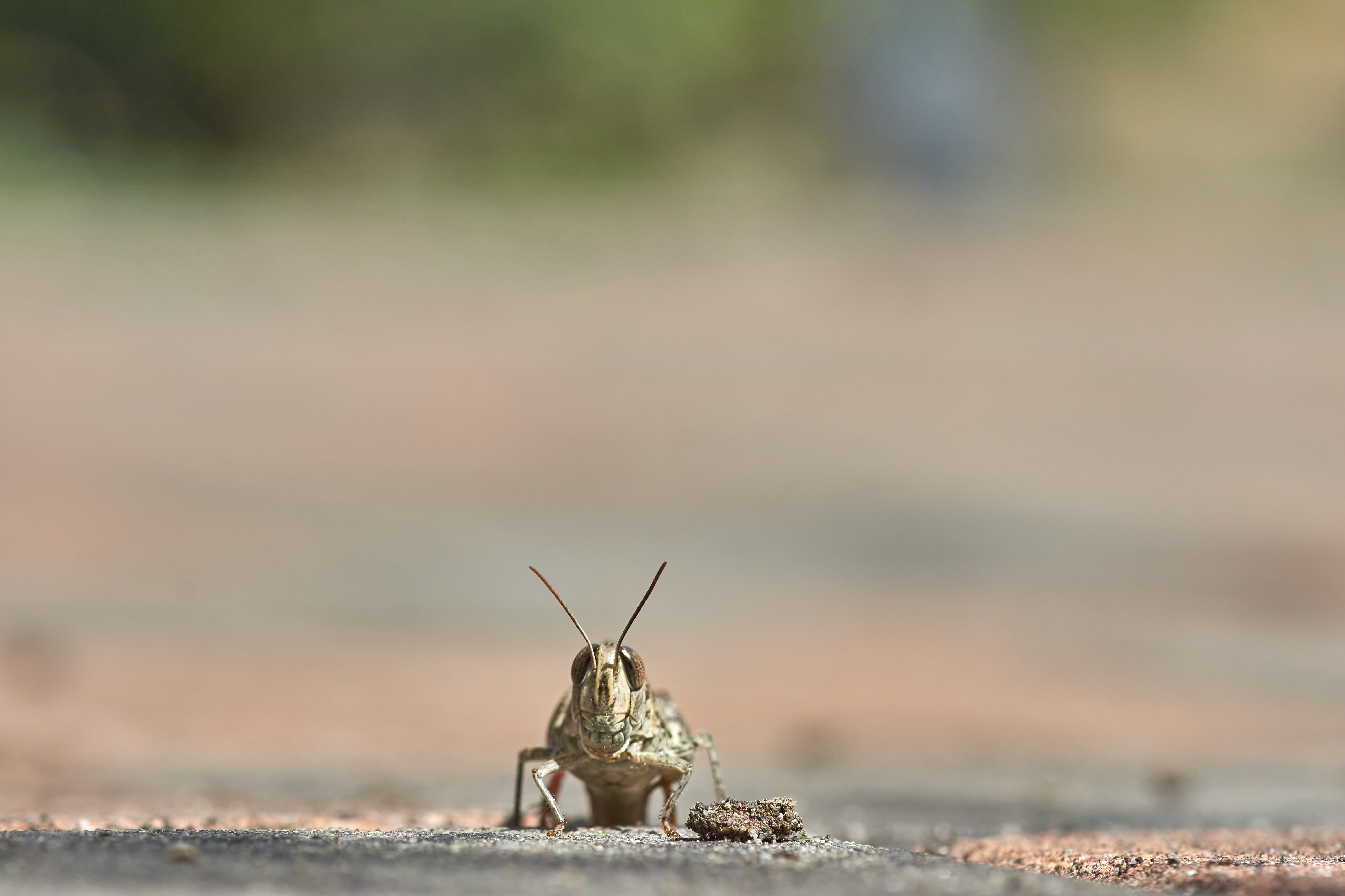 World’s largest food-grade cricket processing facility to be built in ...