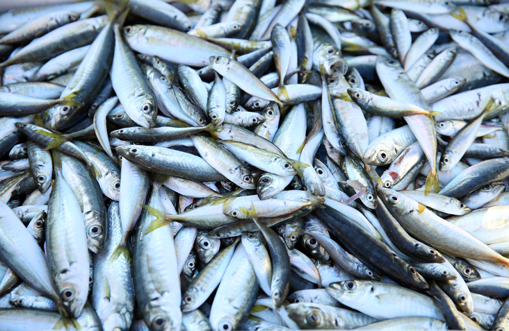 Nutrient-rich and abundant food supply within world’s reach if the ...
