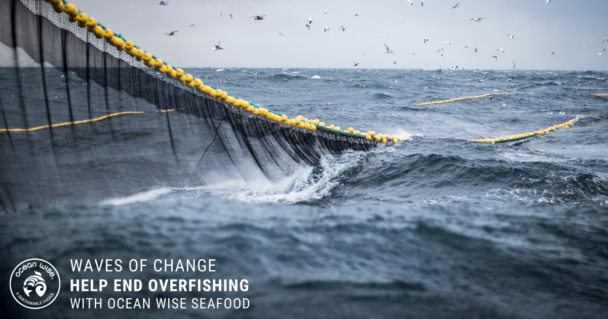 Dozens of businesses are teaming up with Ocean Wise to help end ...