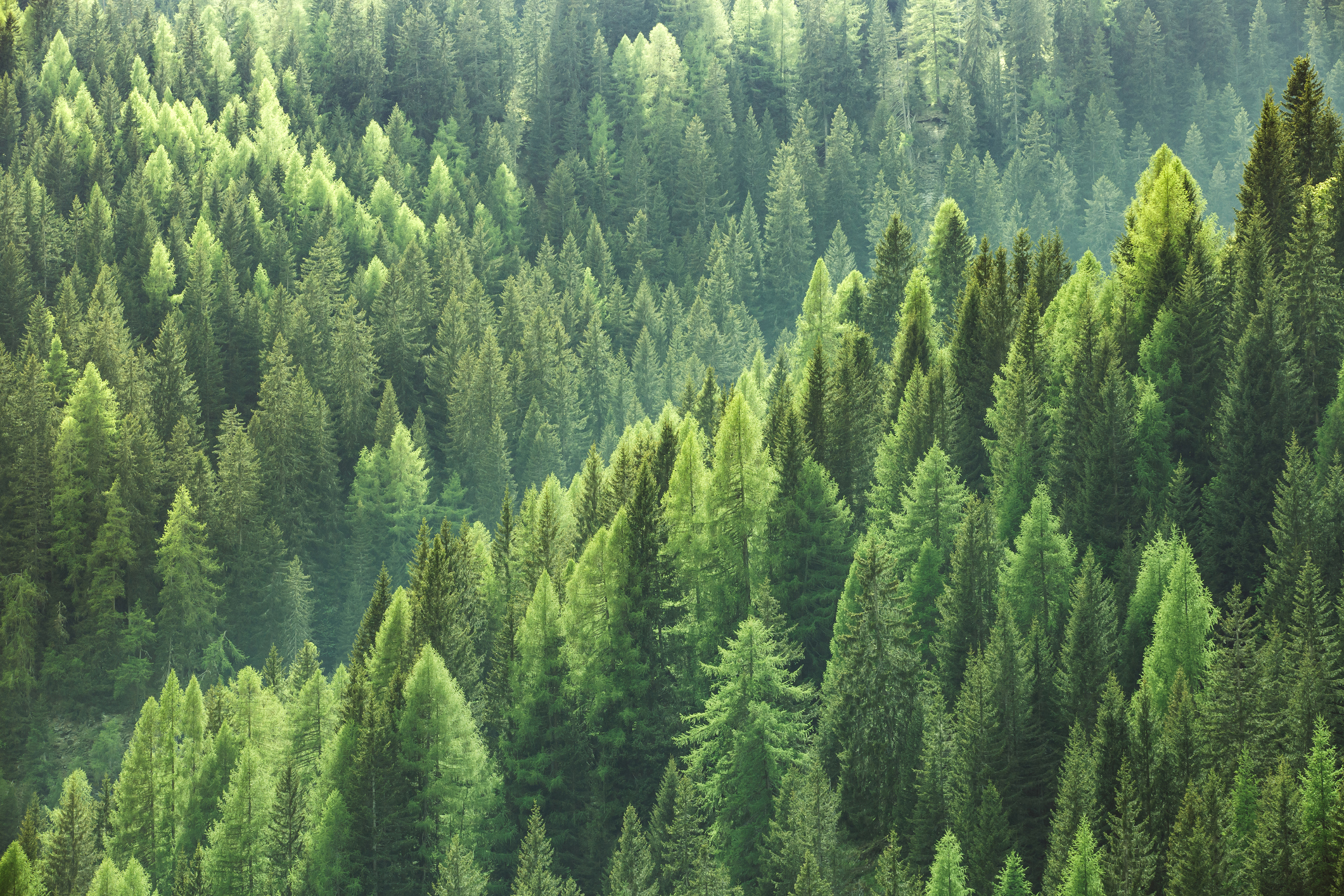PlantFuel partners with deforestation non-profit, One Tree Planted ...